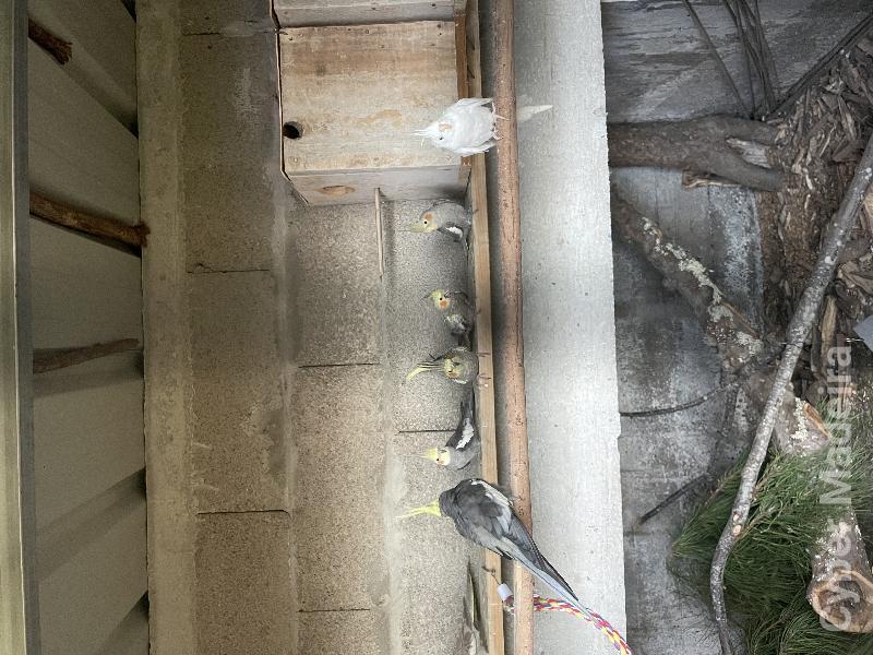 3 caturras 50 euros - Cyber Madeira