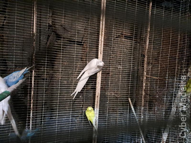 Casal caturras Caturra - Cyber Madeira