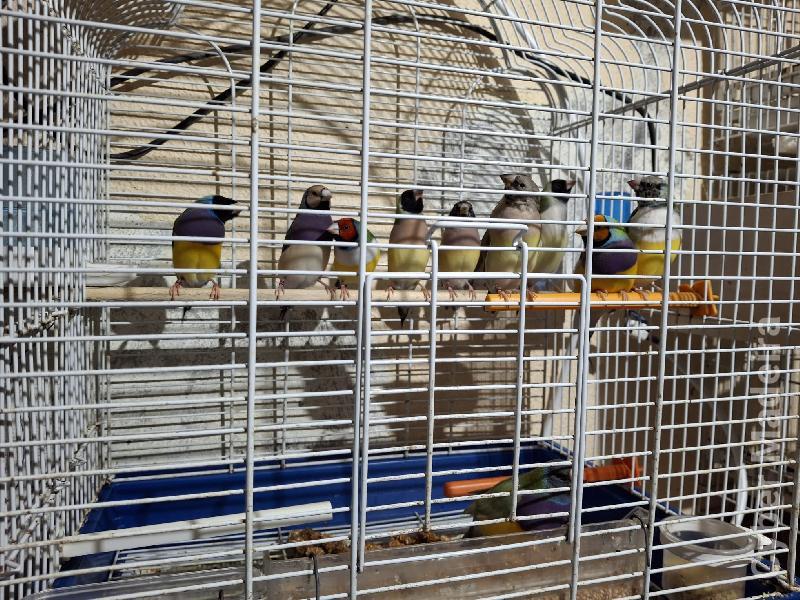 Venda de passaros - Cyber Madeira