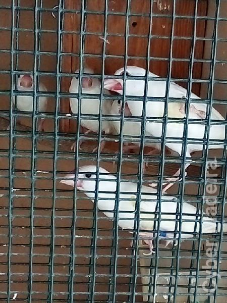 Pardal de java - Cyber Madeira