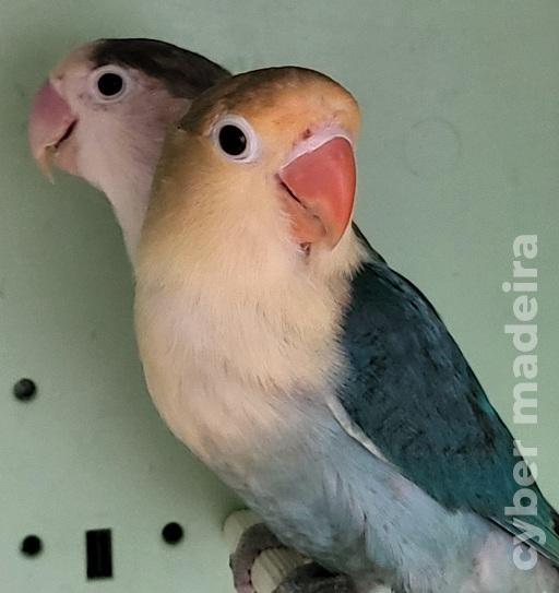 Fischeri yellon x azul Agapornis Fishers - Cyber Madeira